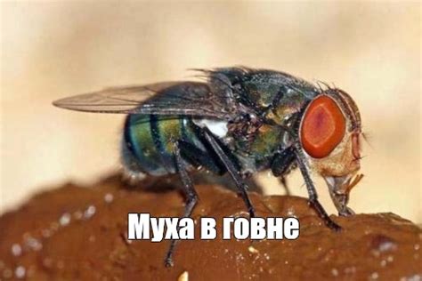 Создать мем Муха на говне Картинки Meme