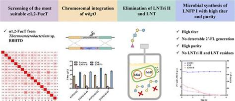Microbial Synthesis Of Lacto N Fucopentaose I With High Titer And