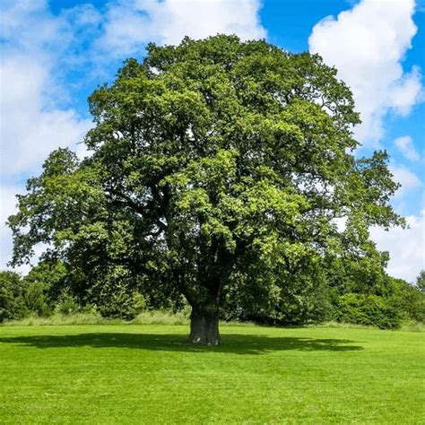 Why Is The Oak Tree The National Tree At Michael Danforth Blog