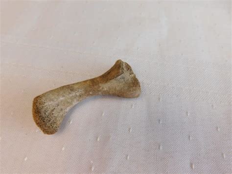 Turtle Humerus Fossil Fossils And Artifacts For Sale Paleo Enterprises