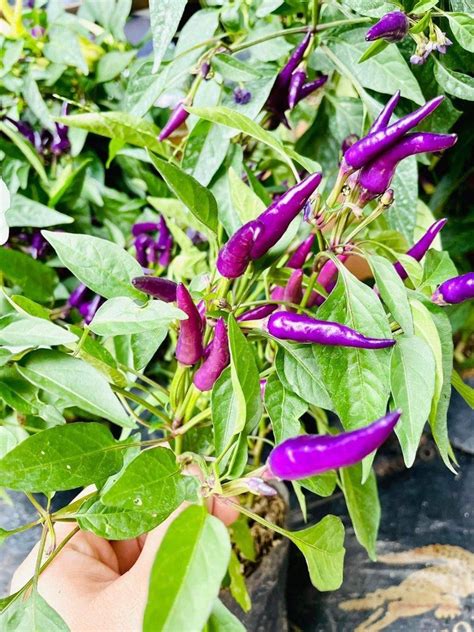 Grafted Korean Sili Furniture And Home Living Gardening Plants And Seeds