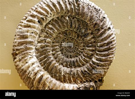 Color Palaeontology Museum Moscow Russia Fossils Speetoniceras