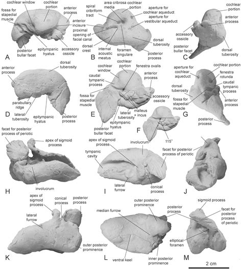 Eodelphis Kabatensis A New Name For The Oldest True Dolphin Stenella Kabatensis Horikawa 1977