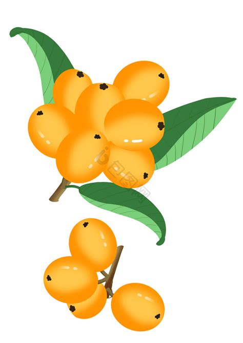 节气小满水果枇杷时令鲜果png下载 包图网