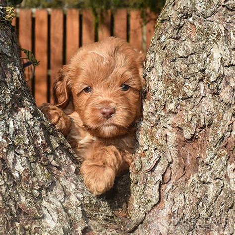 Nessa And Gentry Male Red Barksdale Labradoodles