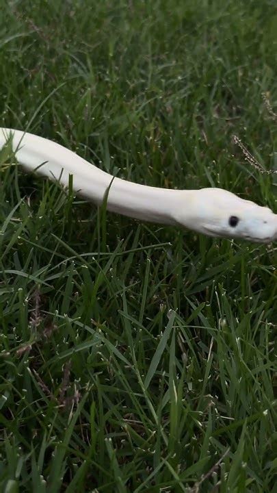 My Beautiful White Diamond Pythin T Relaxing Outside Reptilesls