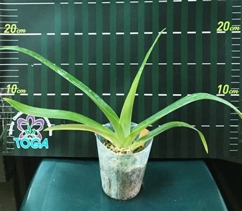 Paph Lady Isabel × Paph Wayne Booth Орхідея Пафіопедилуми та інші