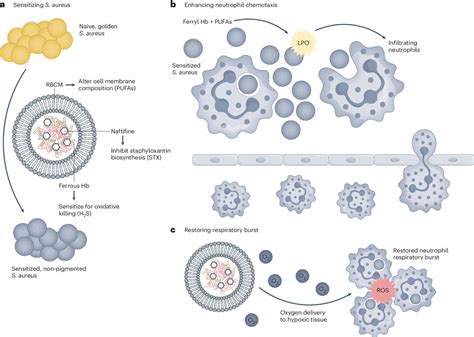 Nanoparticles Subdue Antibiotic Resistant Bacterias Defences While