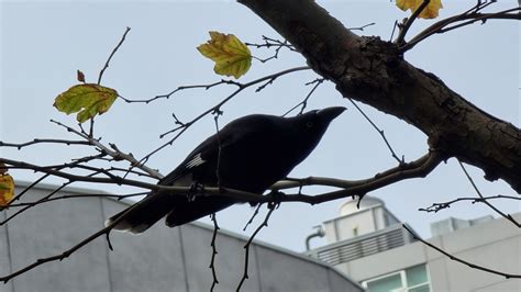 Birds Or Better A Bird HUAWEI Community