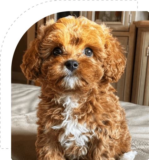 Cavapoo Breed Information Puppy Heaven