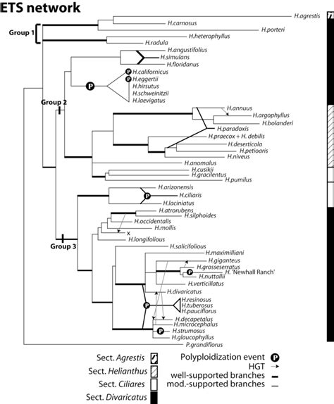 5 Ets Reticulate Phylogeny Network Illustration Summarizing The