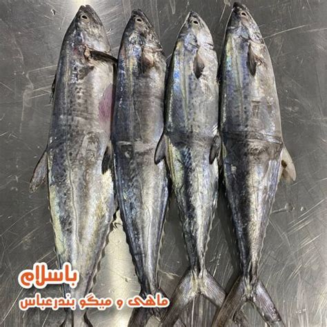 خرید و قیمت ماهی قباد درجه 1 جنوب تازه و صید روز بندرعباس1 کیلوگرم از