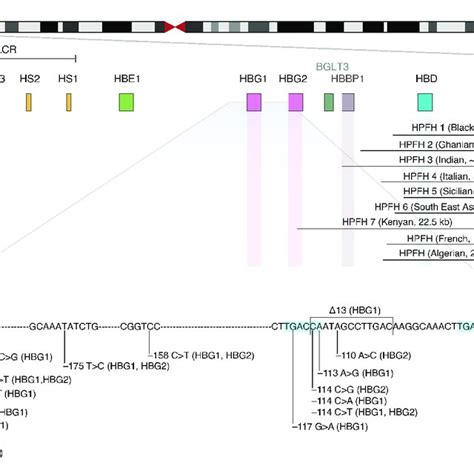Hereditary Persistence Of Fetal Hemoglobin Hpfh A The Beta Globin