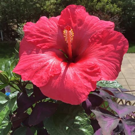 Hibiscus Rosa Sinensis Hawaiian Punch Hibiscus Hawaiian Punch