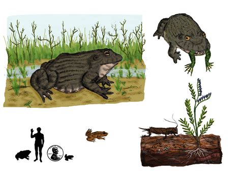 Frog Planet Biggest Frog And Smallest Frog By Bicyclefrog On Deviantart