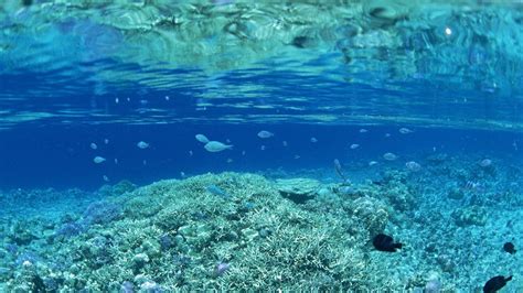 Under Sea Wallpapers Wallpaper Cave