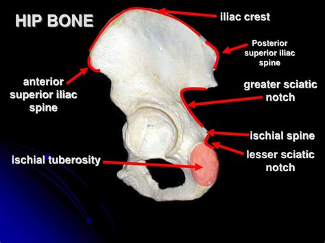 PPT Appendicular Skeleton Pelvic Girdle And Lower Limb PowerPoint