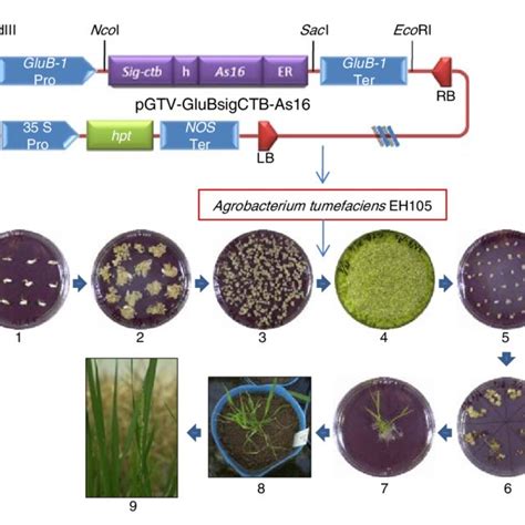 Transformation Of Rice Plants A Schematic Representation Of Rice