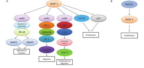 The Cell Signaling Transduction Pathways Controlled By Wisp 1 In