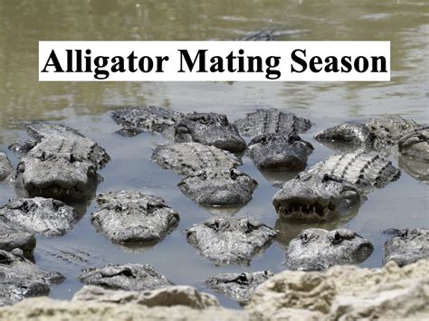 Its Alligator Mating Season Soon