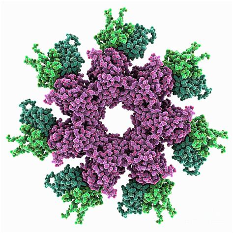 Anthrax Toxin Prepore Complex 1 By Science Photo Library
