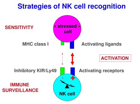 Ppt Strategies Of Nk Cell Recognition Powerpoint Presentation Free Download Id 3208666