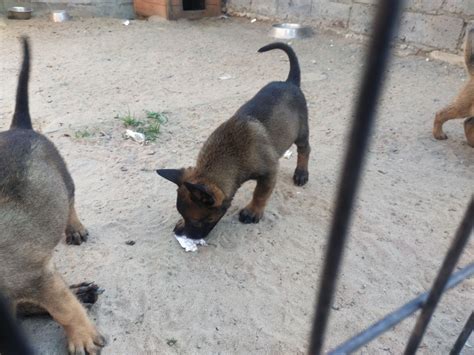 Owczarek Belgijski Malinois Radom OLX Pl