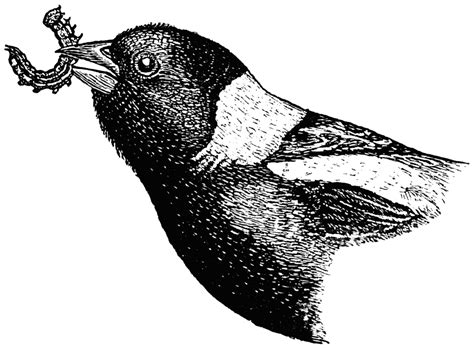 Bobolink Clipart 20 Free Cliparts Download Images On Clipground 2024
