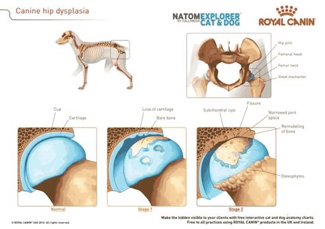 Ofa Grades Classification For Hip And Elbow Dysplasia