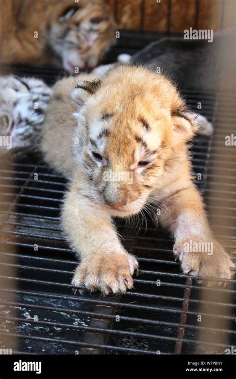 Golden Tiger Cubs