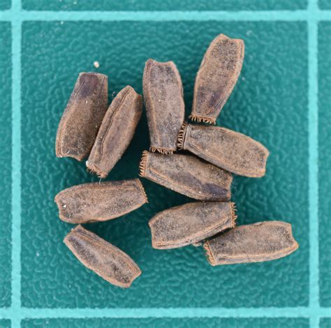 Ramulus Artemis Vietnamese Stick Insect Psg 144 Eggs Ova And Frass
