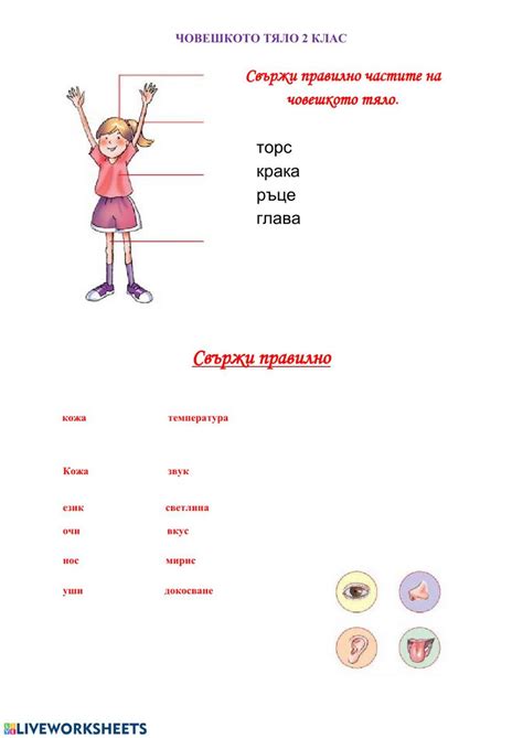 Човешкото тяло Speech Therapy Activities Math Activities Preschool