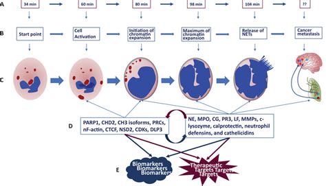 The Process Of Netosis Formation And Nets Release And The Potential Of