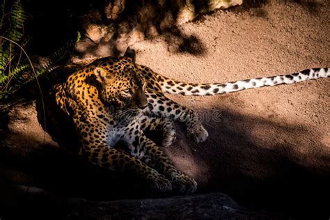 High Angle View Of A Javan Leopard Resting Under The Sunlight Stock Photo Image Of Park