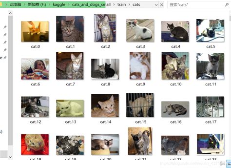 猫狗数据集的两阶段分类猫狗二分类器实验报告 Csdn博客