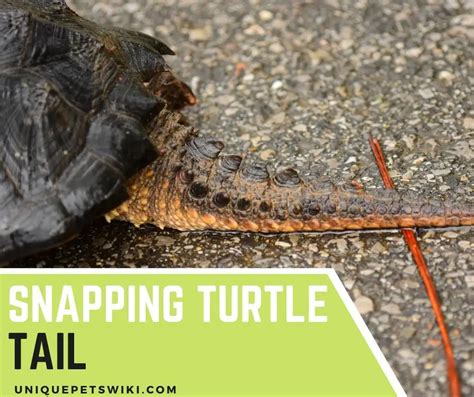 Snapping Turtle Tail Understanding Appearance Size And Sexing Snapping Turtle Tail Understanding Appearance Size And Sexing