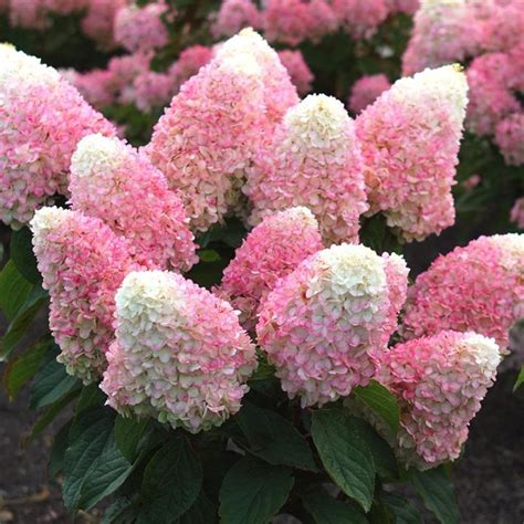 Magical® Ruby Snow Hydrangea Plant Addicts