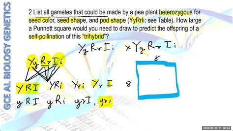 Gce Al Biology Unit 6 Genetics Prbability Calculation 3 Youtube