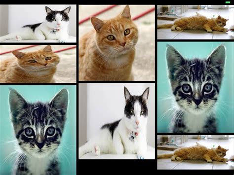 Github Sylvia Yiyinshenwaterfallwidgetdemo