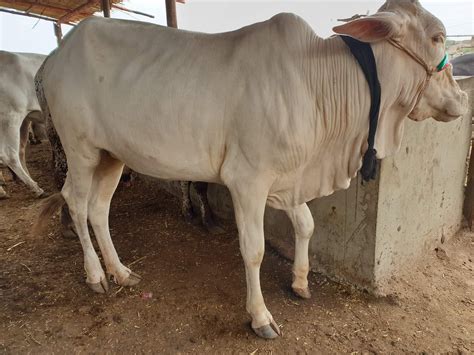 Karachi Sohrab Goth Cow Mandi Bakra Eid In Pakistan Home Facebook