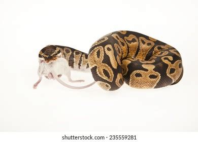 Python Royal Python Eating Mouse Ball Stock Photo Shutterstock