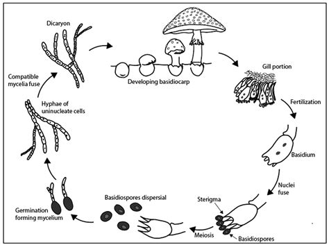 Basidiomycete Life Cycle
