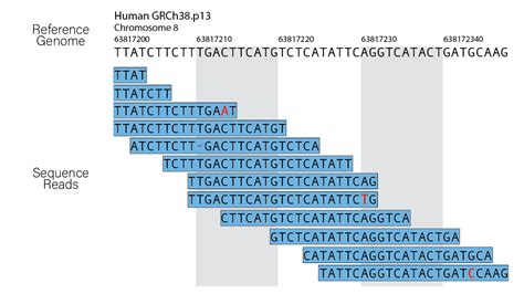 Alignment Using Bowtie Introduction To ChIP Seq Using High Performance Computing