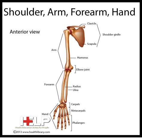 Shoulder Arm Forearm Hand Upper Limb Anatomy Hand Anatomy Body