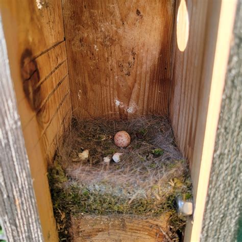 Black Capped Chickadee Nest Successful A Popular Nesting Box Eliza