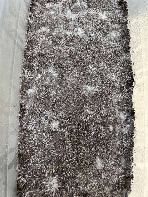 General First 2 Boxs Had The Lids On For 7 Days The Last Box Has Been In Fc For 55 Days