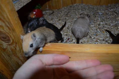 Gerbilles à Ladoption Gerbillerie En Alsace