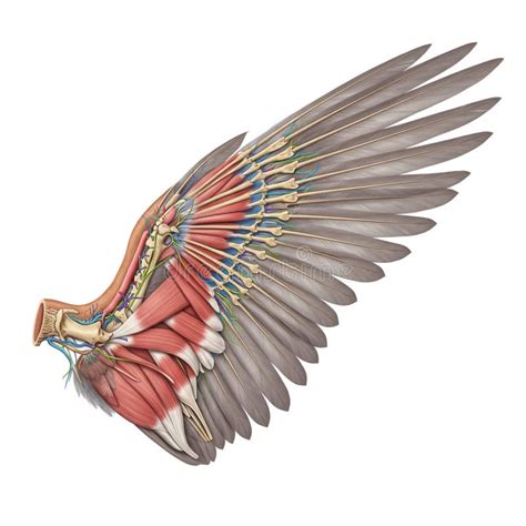 Anatomical Parts Bird Stock Illustrations 17 Anatomical Parts Bird