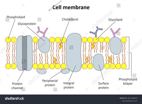 Structure Cell Membrane Diagram Stock Vector Royalty Free 2417700473