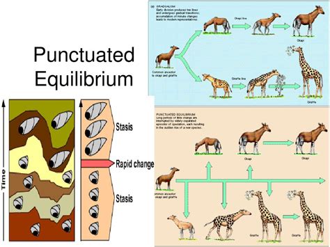 Ppt Evolution Powerpoint Presentation Free Download Id 5624871